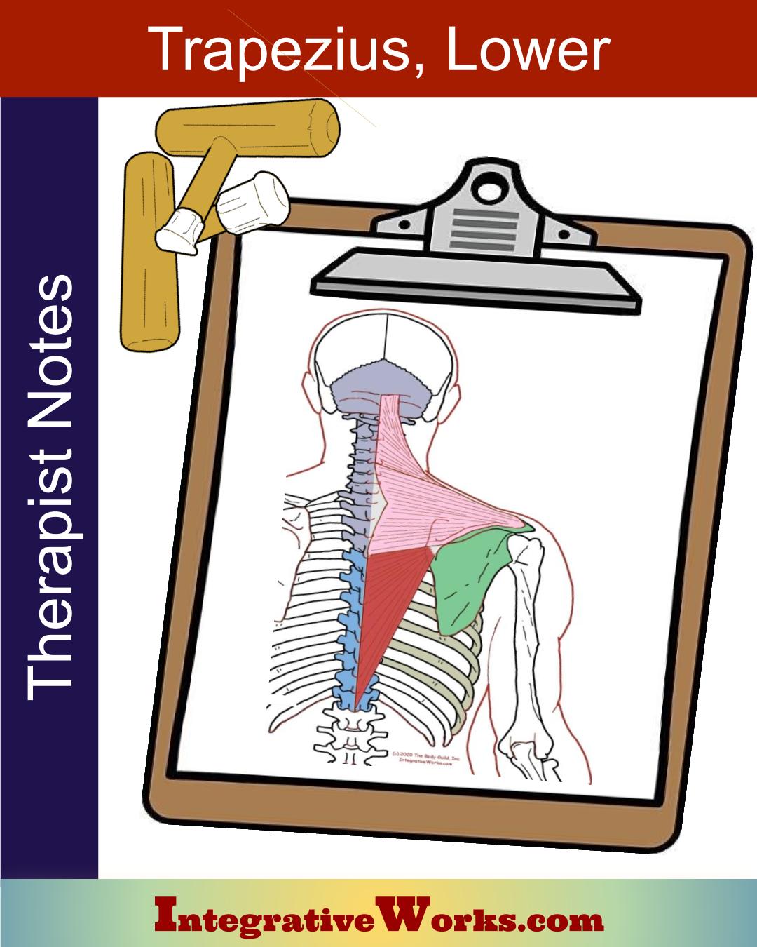 Lower Trapezius - Massage Therapy Notes - Integrative Works