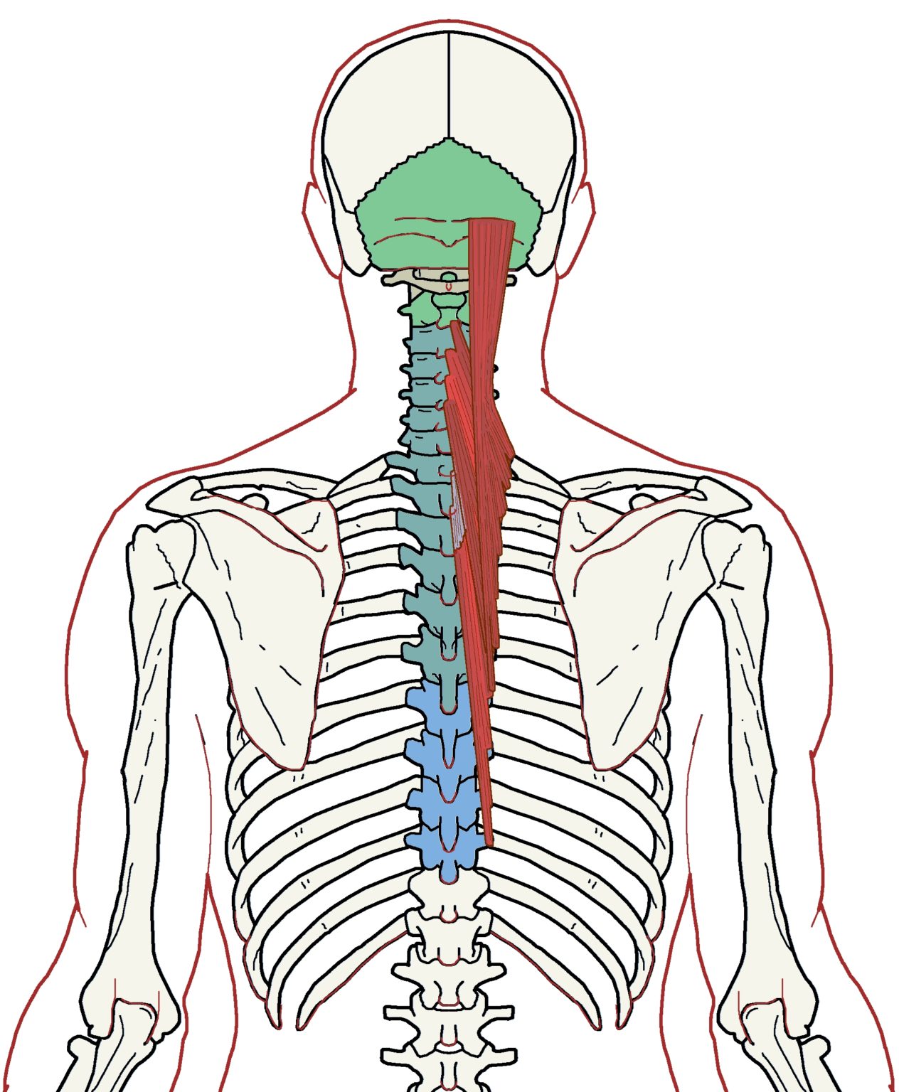 Semispinalis Cervicis - Functional Anatomy - Integrative Works