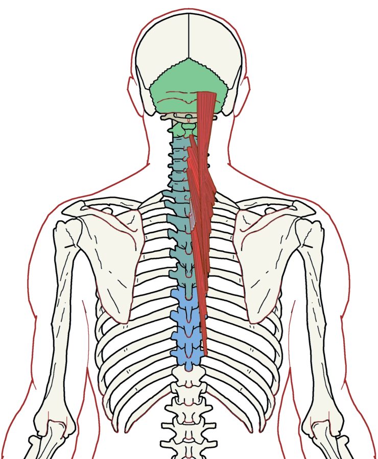 Semispinalis Cervicis - Functional Anatomy - Integrative Works
