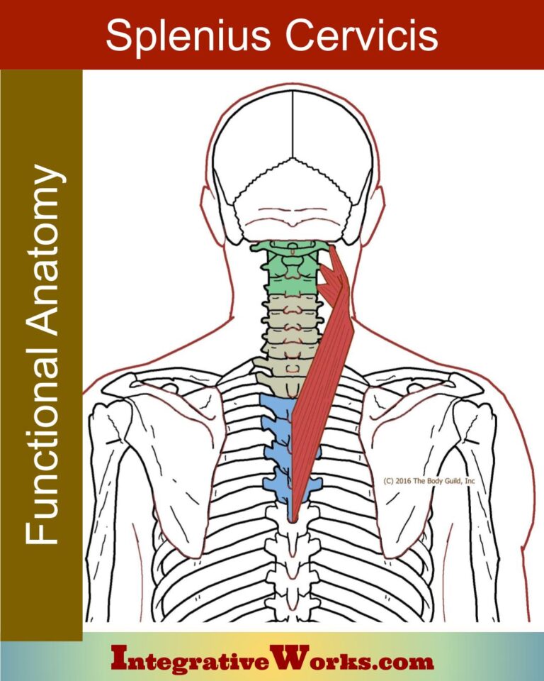 Splenius Cervicis - Functional Anatomy - Integrative Works