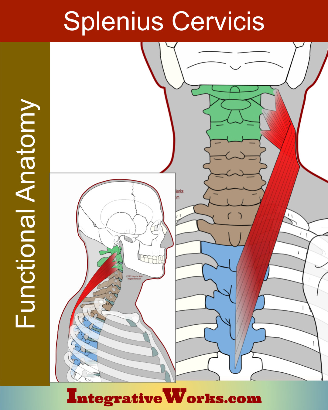 Headache on the Top of Your Head - Integrative Works
