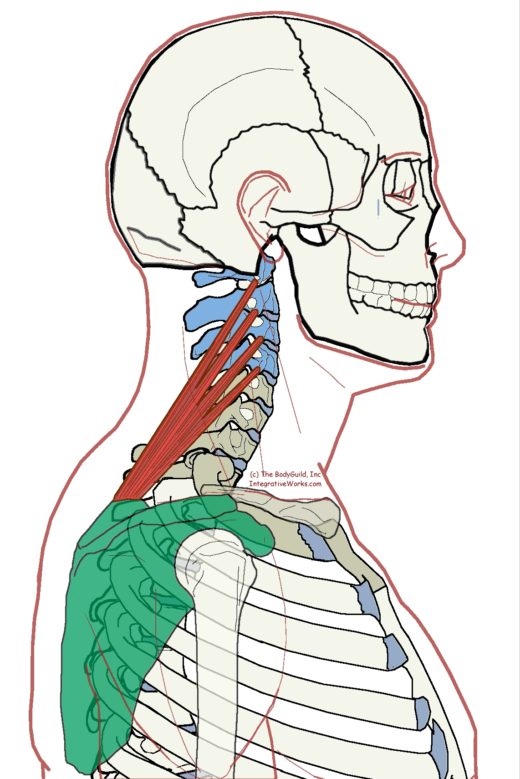 Levator Scapula - Functional Anatomy - Integrative Works