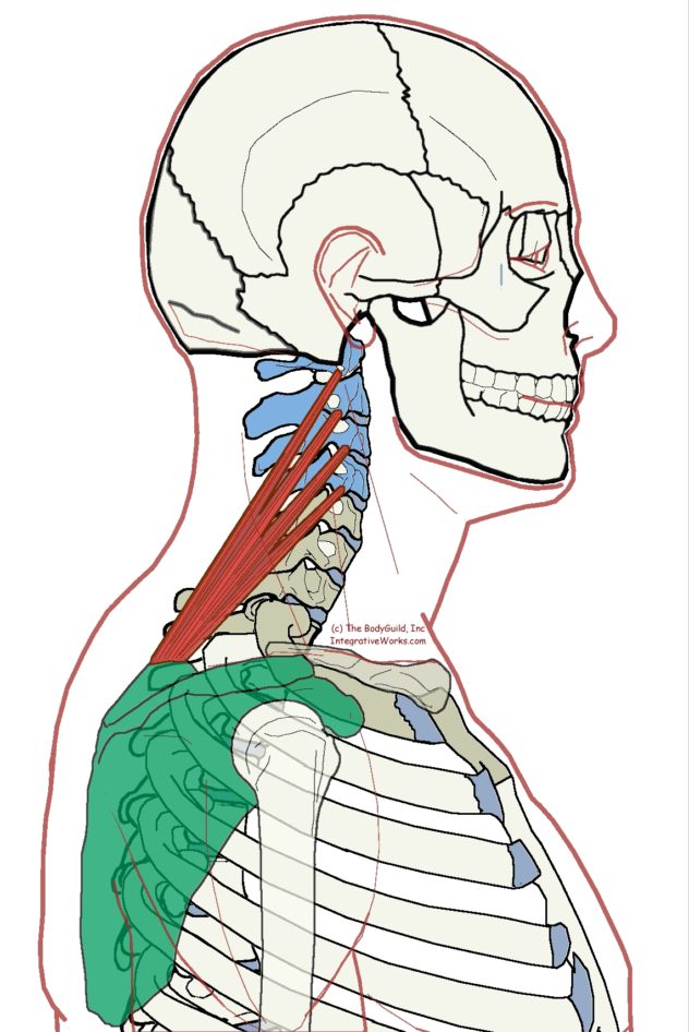 Levator Scapula - Functional Anatomy - Integrative Works