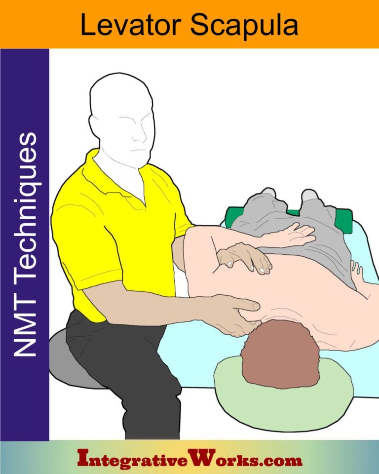 Levator Scapula - Functional Anatomy - Integrative Works
