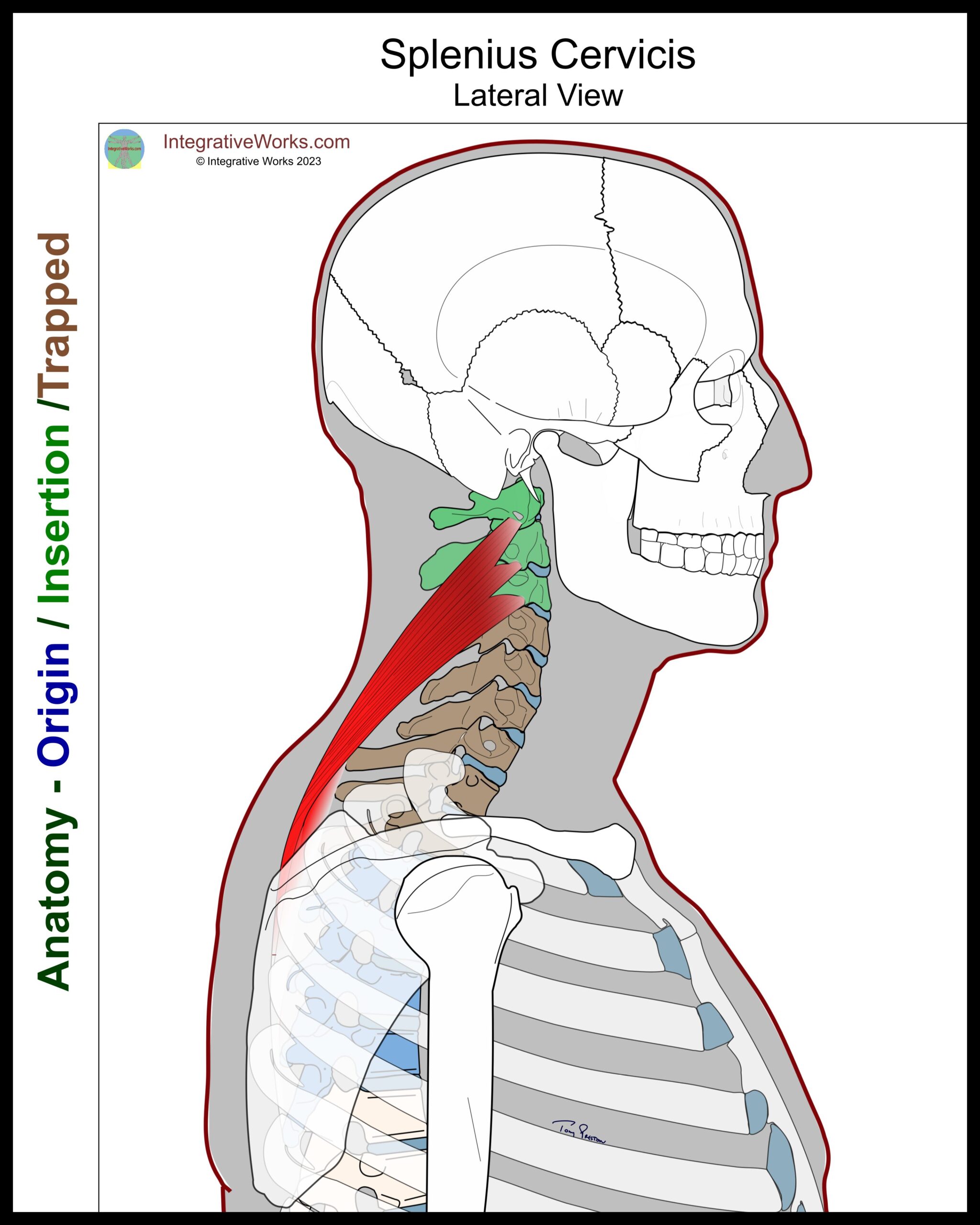 Splenius Cervicis - Functional Anatomy - Integrative Works