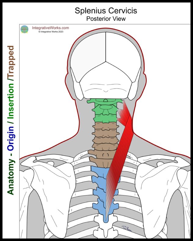 Splenius Cervicis - Functional Anatomy - Integrative Works