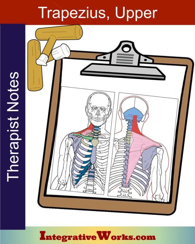 Trapezius - Functional Anatomy - Integrative Works