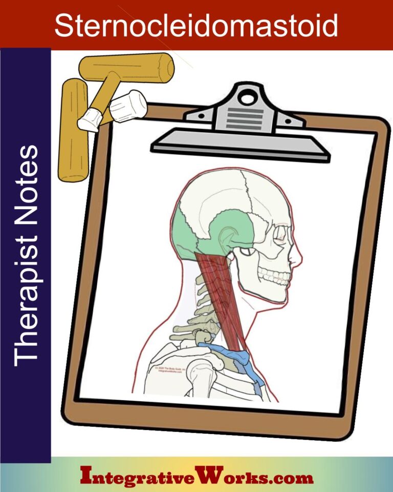 Sternocleidomastoid - Massage Therapy Notes - Integrative Works