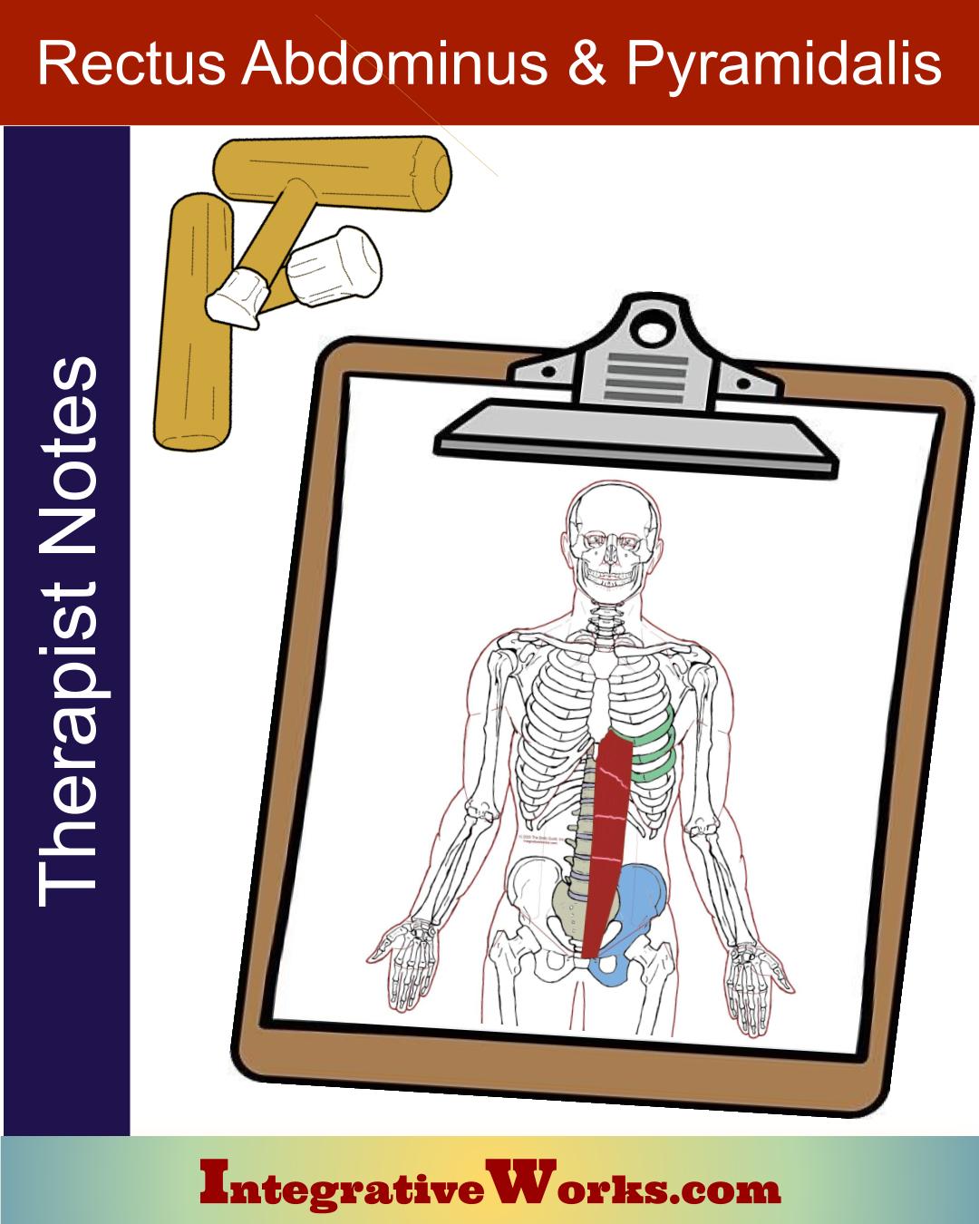 Rectus Abdominus and Pyramidalis - Massage Therapy Notes - Integrative ...