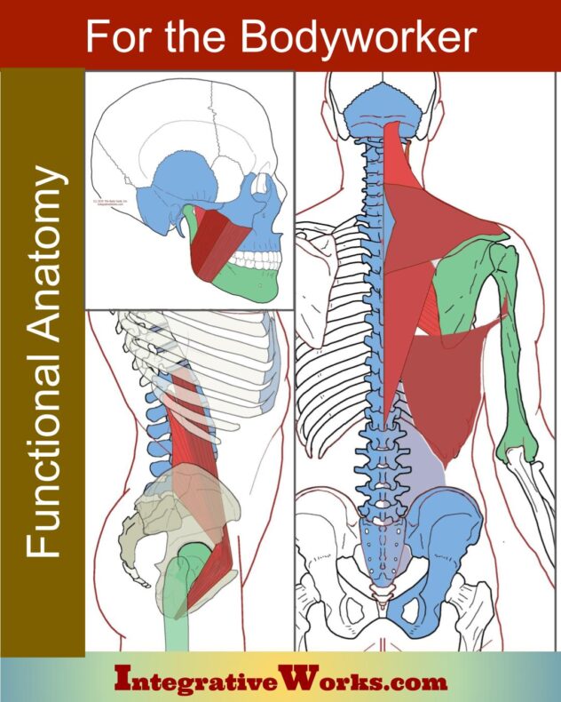 Anatomy for Massage and Bodywork - Integrative Works