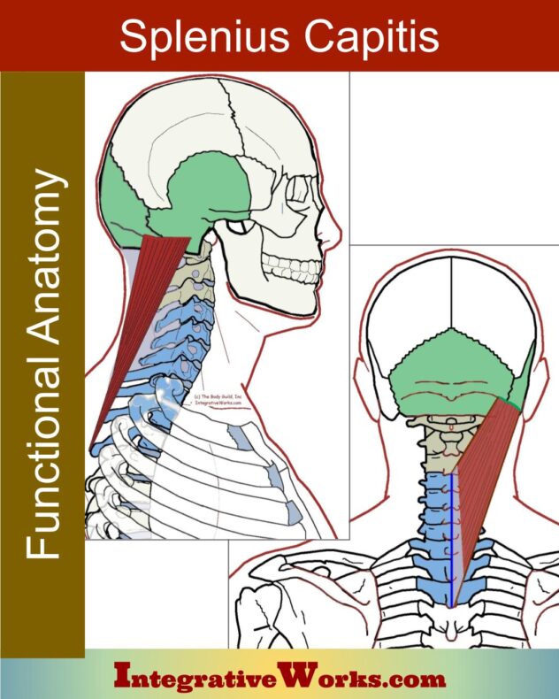 Splenius Capitis - Functional Anatomy - Integrative Works