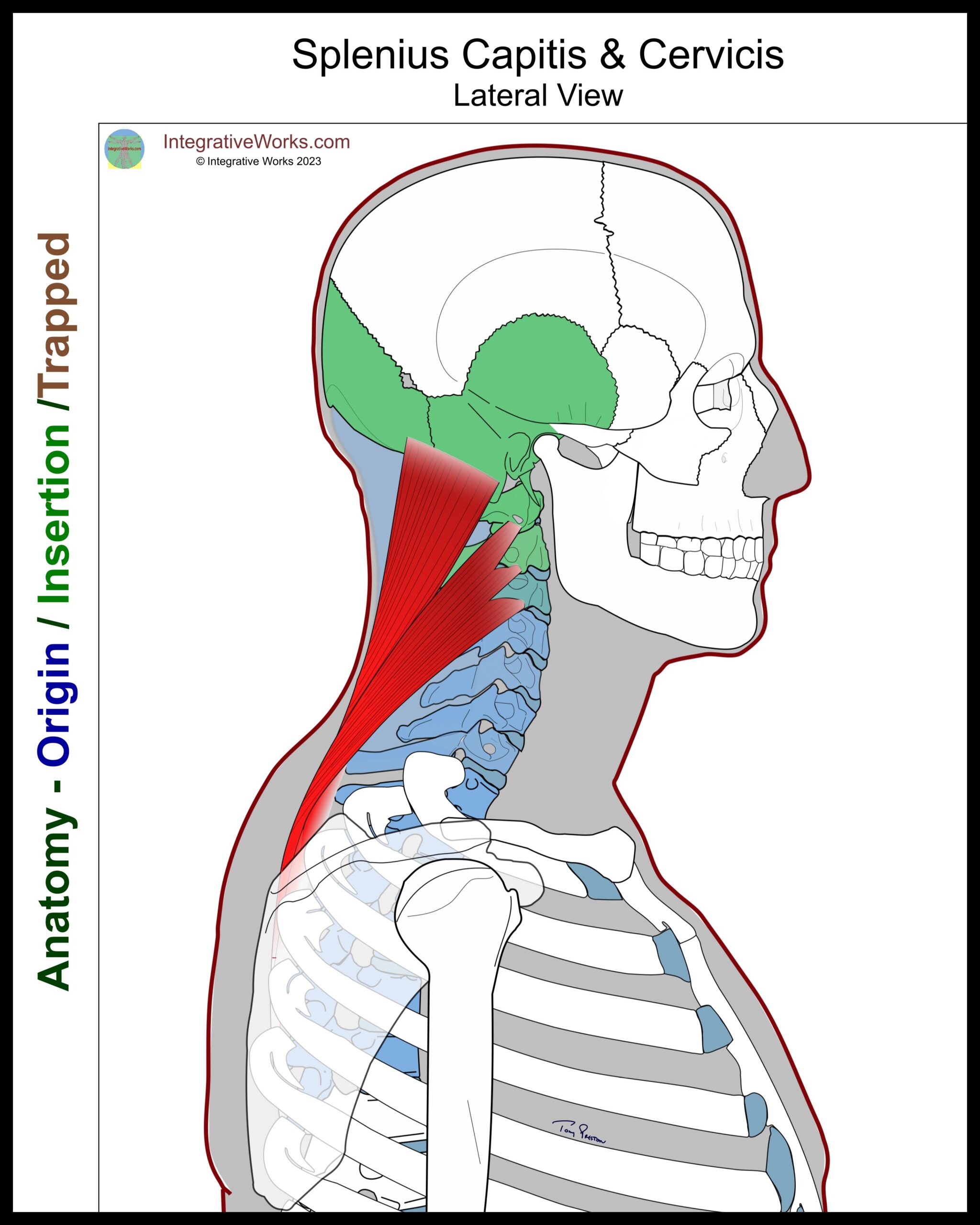 Splenius Cervicis - Functional Anatomy - Integrative Works
