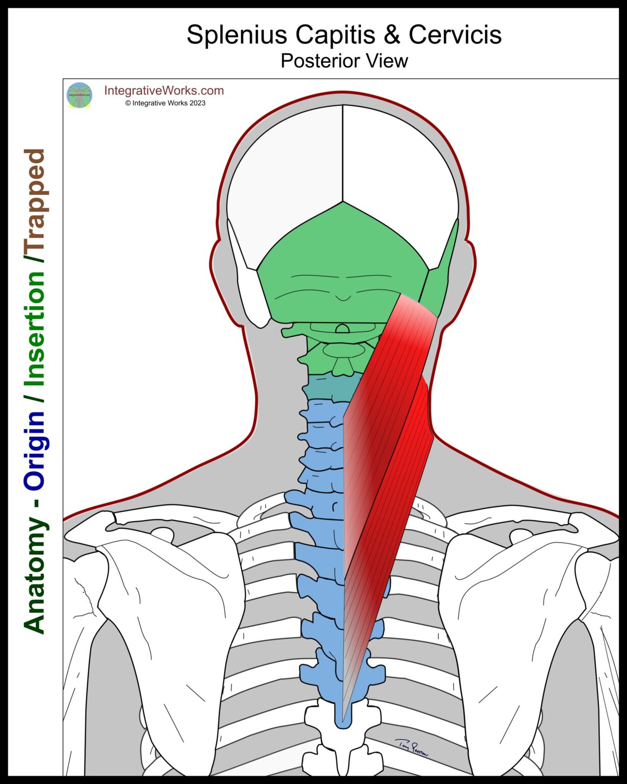 Splenius Cervicis - Functional Anatomy - Integrative Works