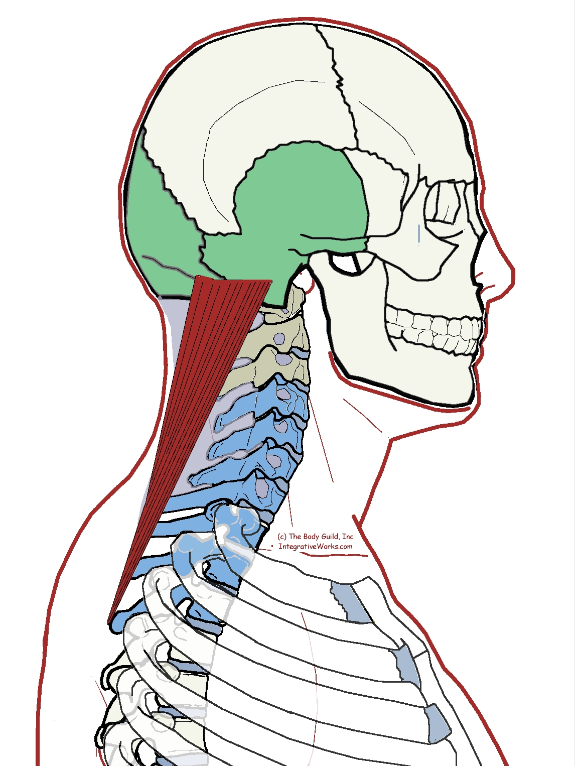 Splenius Capitis - Functional Anatomy - Integrative Works