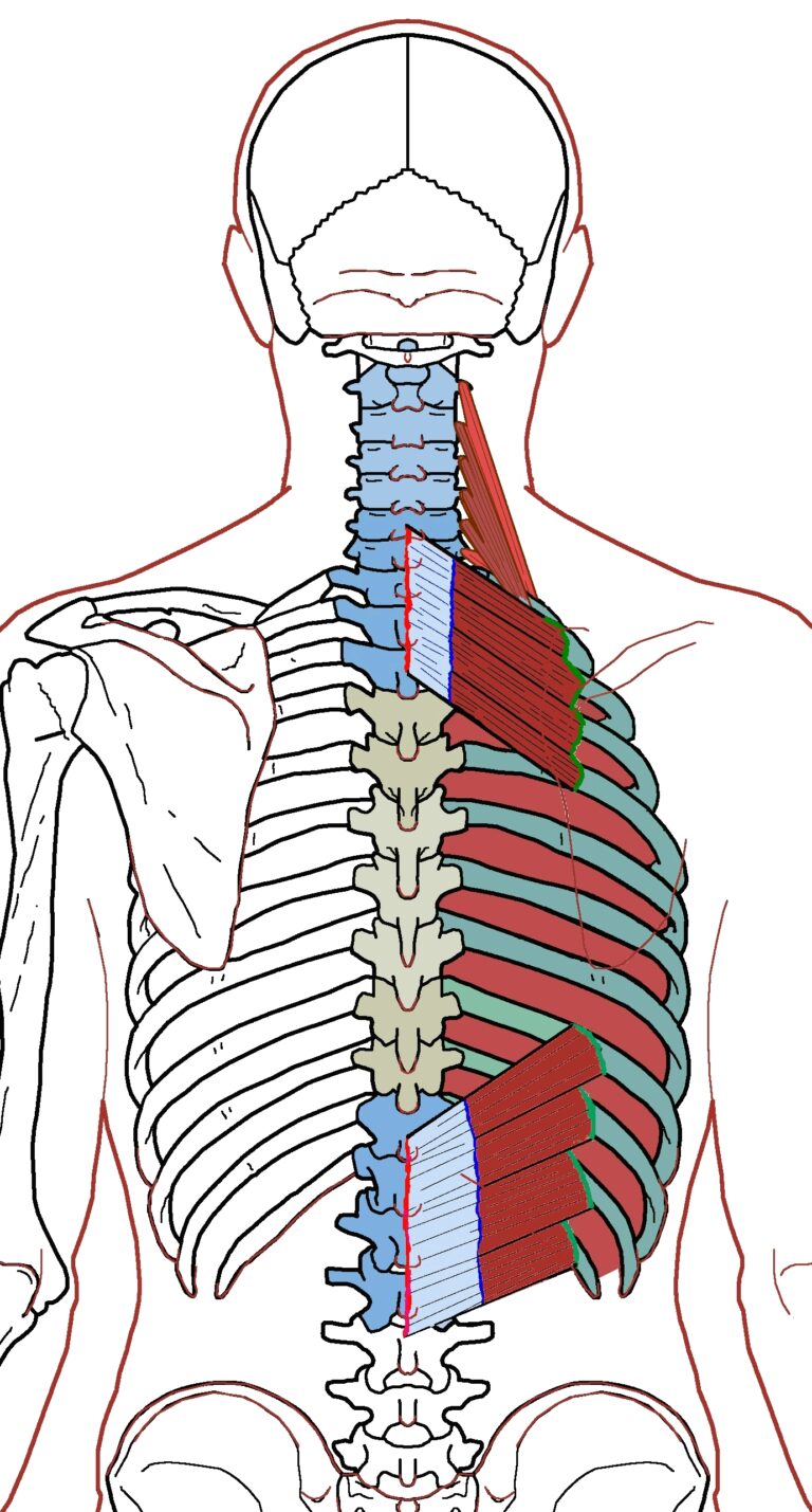 Serratus Posterior Inferior - Functional Anatomy - Integrative Works