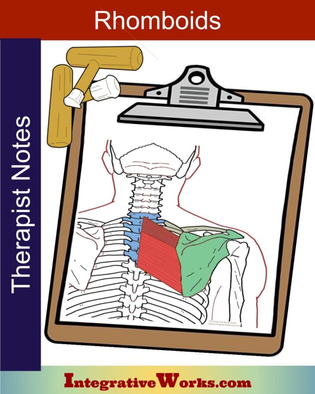 Rhomboid Major and Minor - Massage Therapy Notes - Integrative Works
