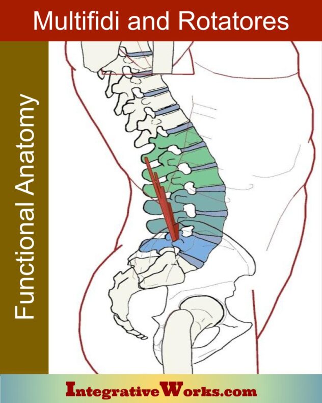 intrinsic Back Muscles Archives - Integrative Works
