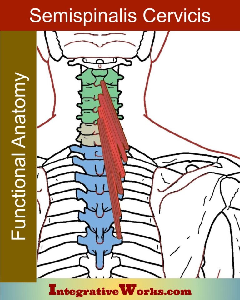 Semispinalis Cervicis - Functional Anatomy - Integrative Works