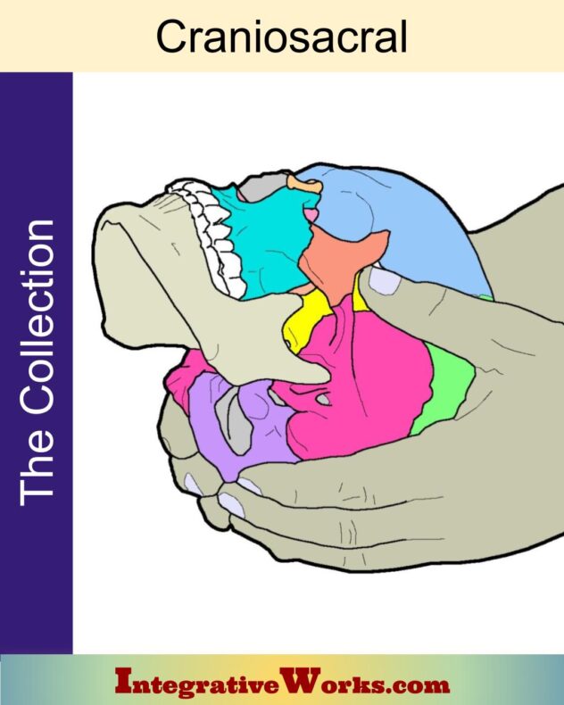Craniosacral Models - Osteopathic Biomechanical Cranial - Integrative Works