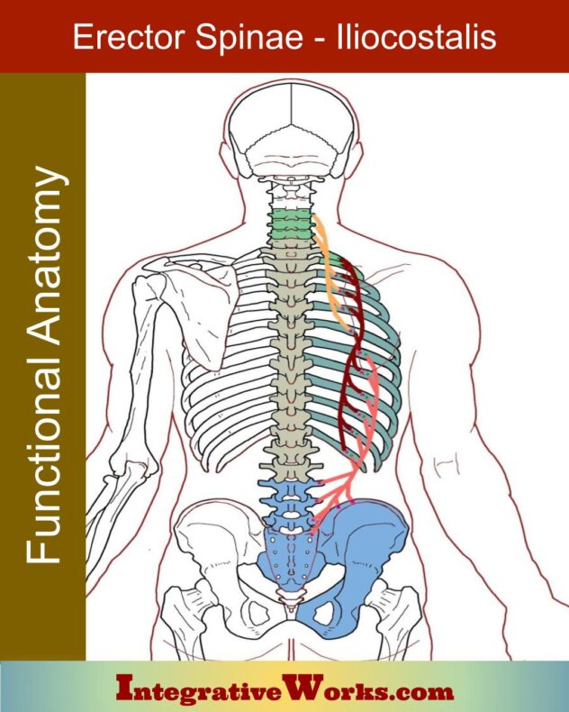 oitf-iliocostalis-cervicis Archives - Integrative Works