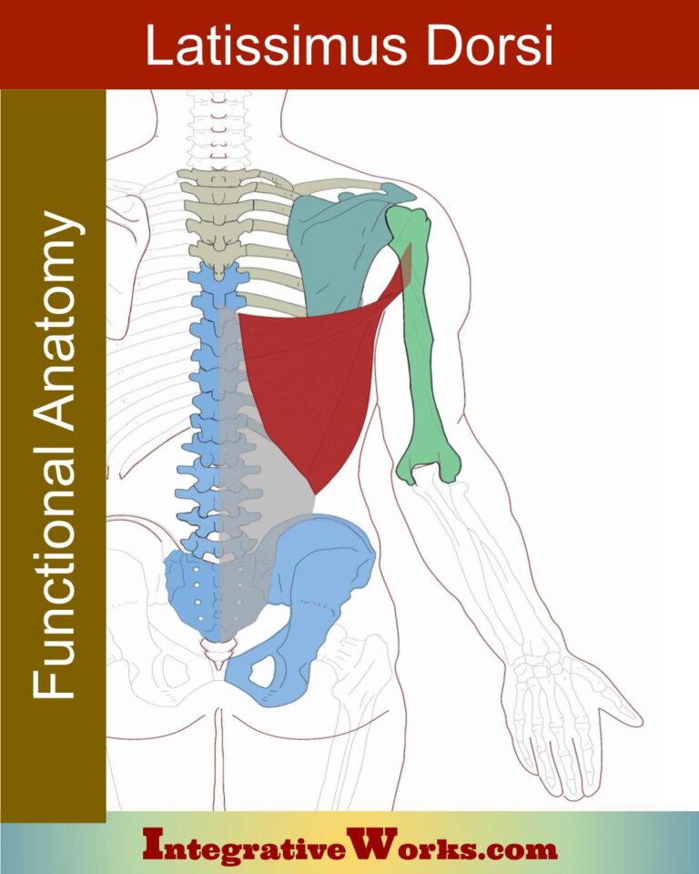 Latissimus Dorsi- Functional Anatomy - Integrative Works