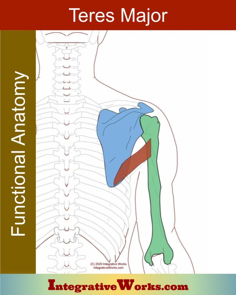 Teres Major - Functional Anatomy - Integrative Works