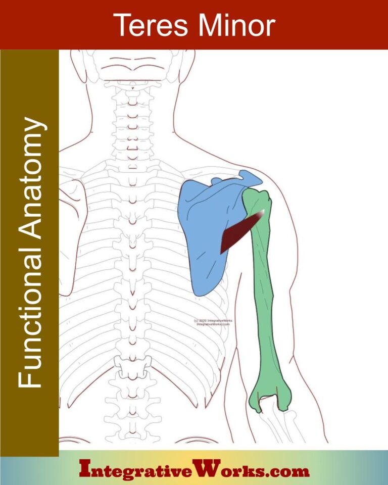 Teres Minor - Functional Anatomy - Integrative Works