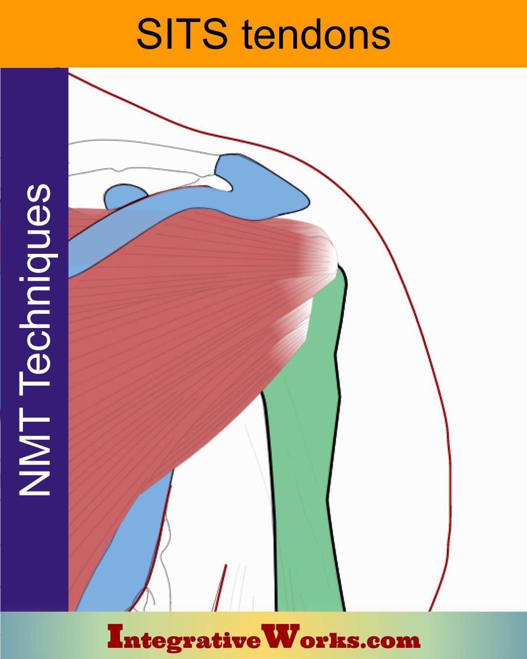 oitf-supraspinatus Archives - Integrative Works