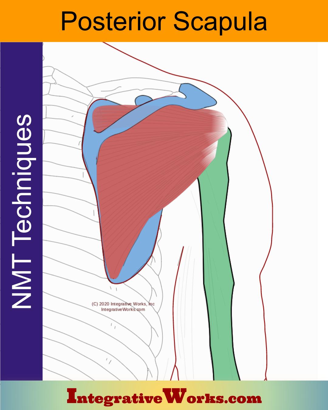 Posterior Scapula - Neuromuscular Massage Protocol - Integrative Works