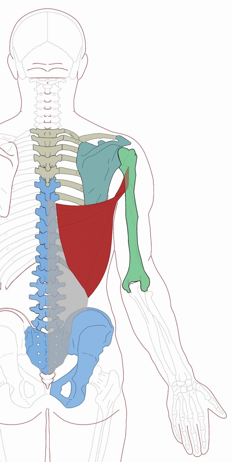 Latissimus Dorsi- Functional Anatomy - Integrative Works