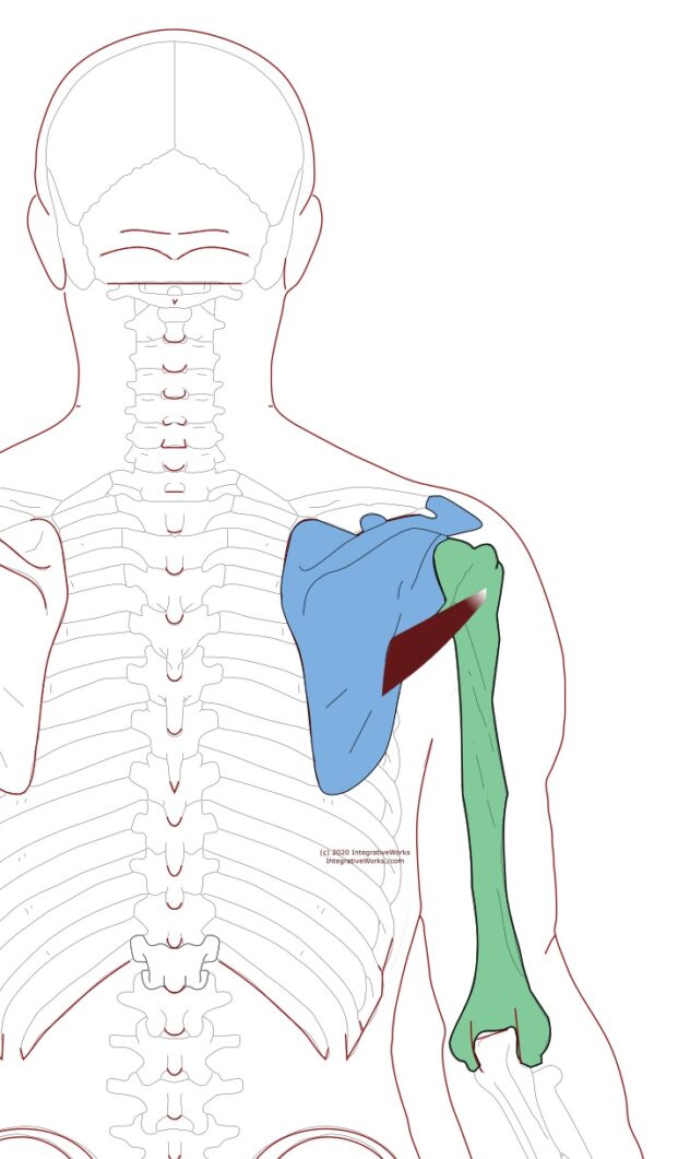 Teres Minor - Functional Anatomy - Integrative Works