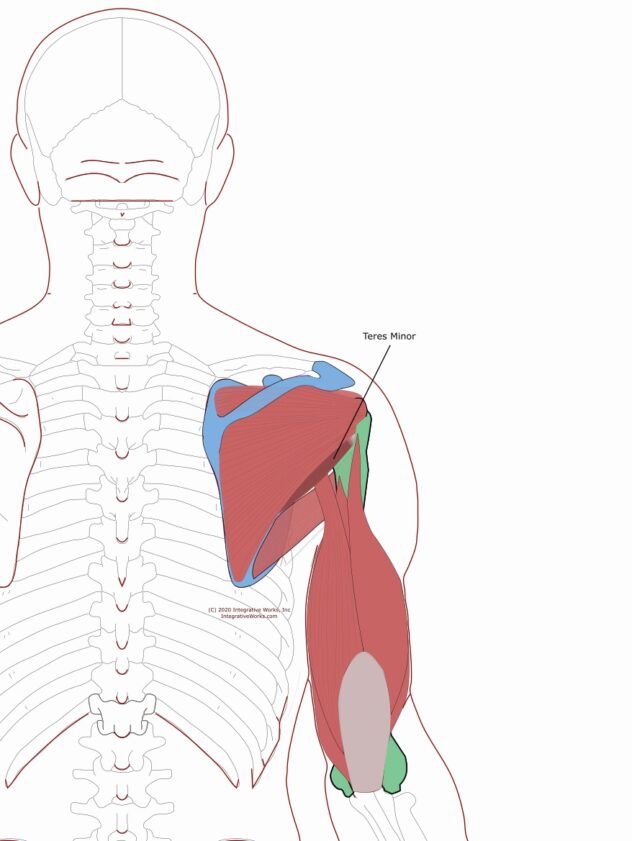 Teres Minor - Functional Anatomy - Integrative Works