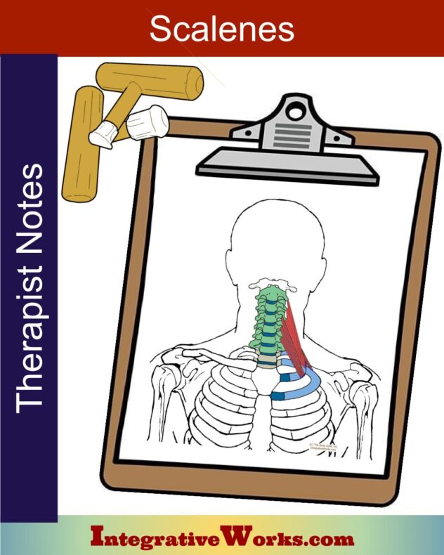 Scalene Muscles - Functional Anatomy - Integrative Works