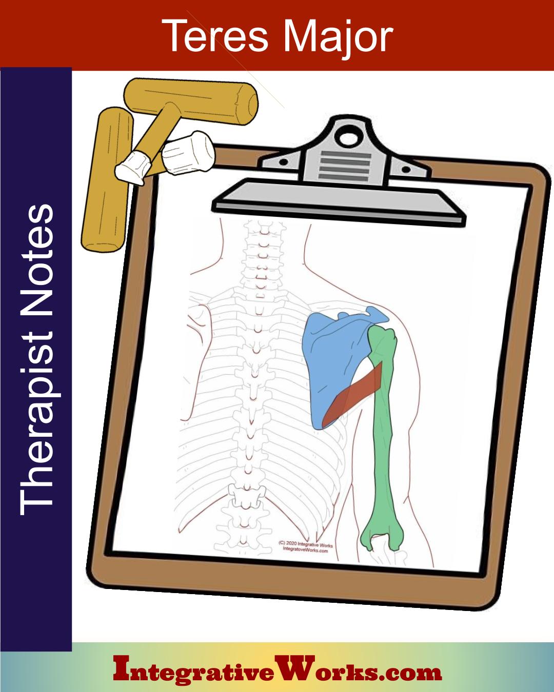 Teres Major - Massage Therapy Notes - Integrative Works