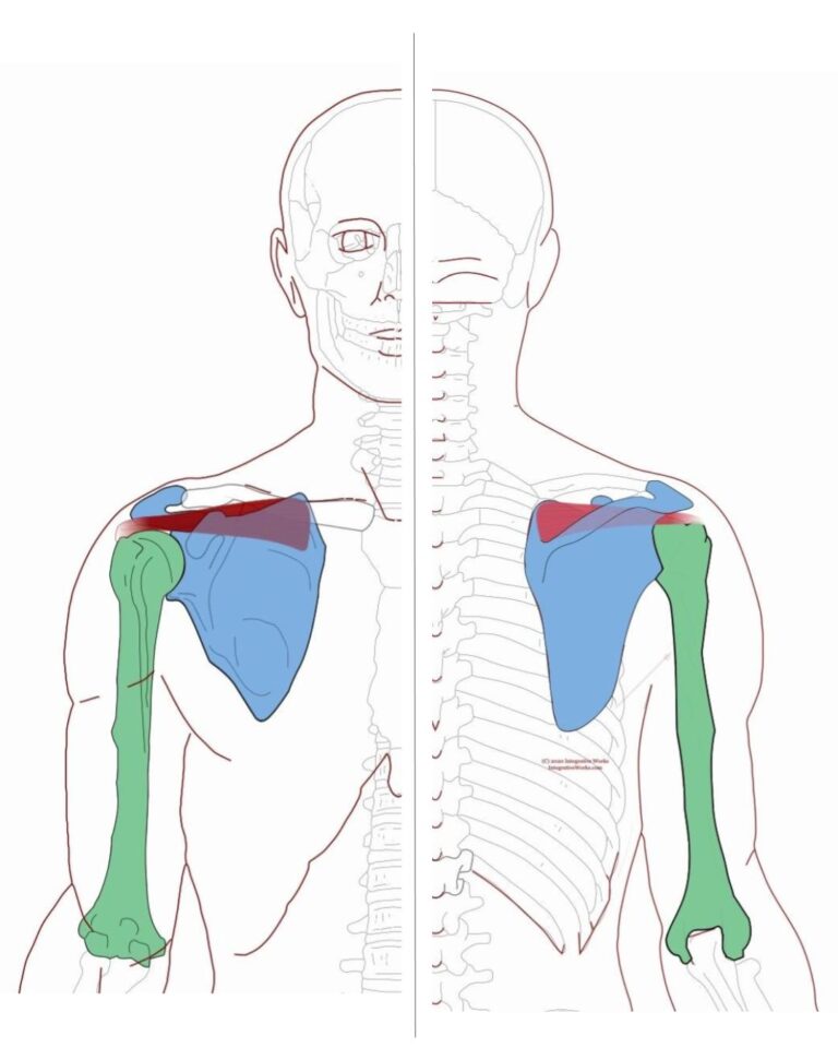 Supraspinatus - Functional Anatomy - Integrative Works