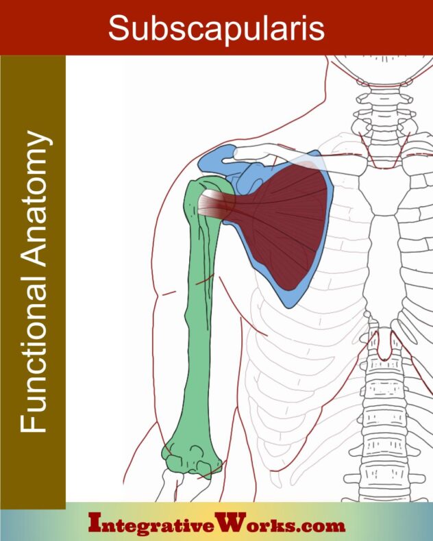 Subscapularis - Functional Anatomy - Integrative Works