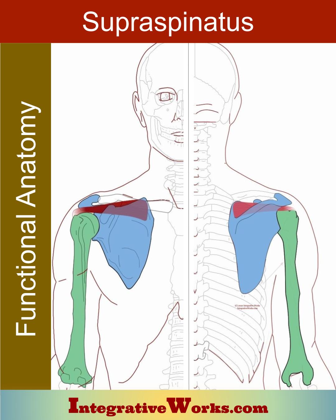 Supraspinatus - Functional Anatomy - Integrative Works