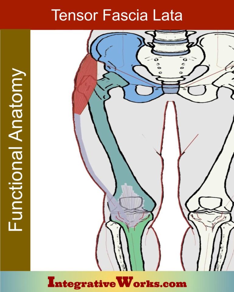 Tensor Fascia Lata (TFL) - Functional Anatomy - Integrative Works