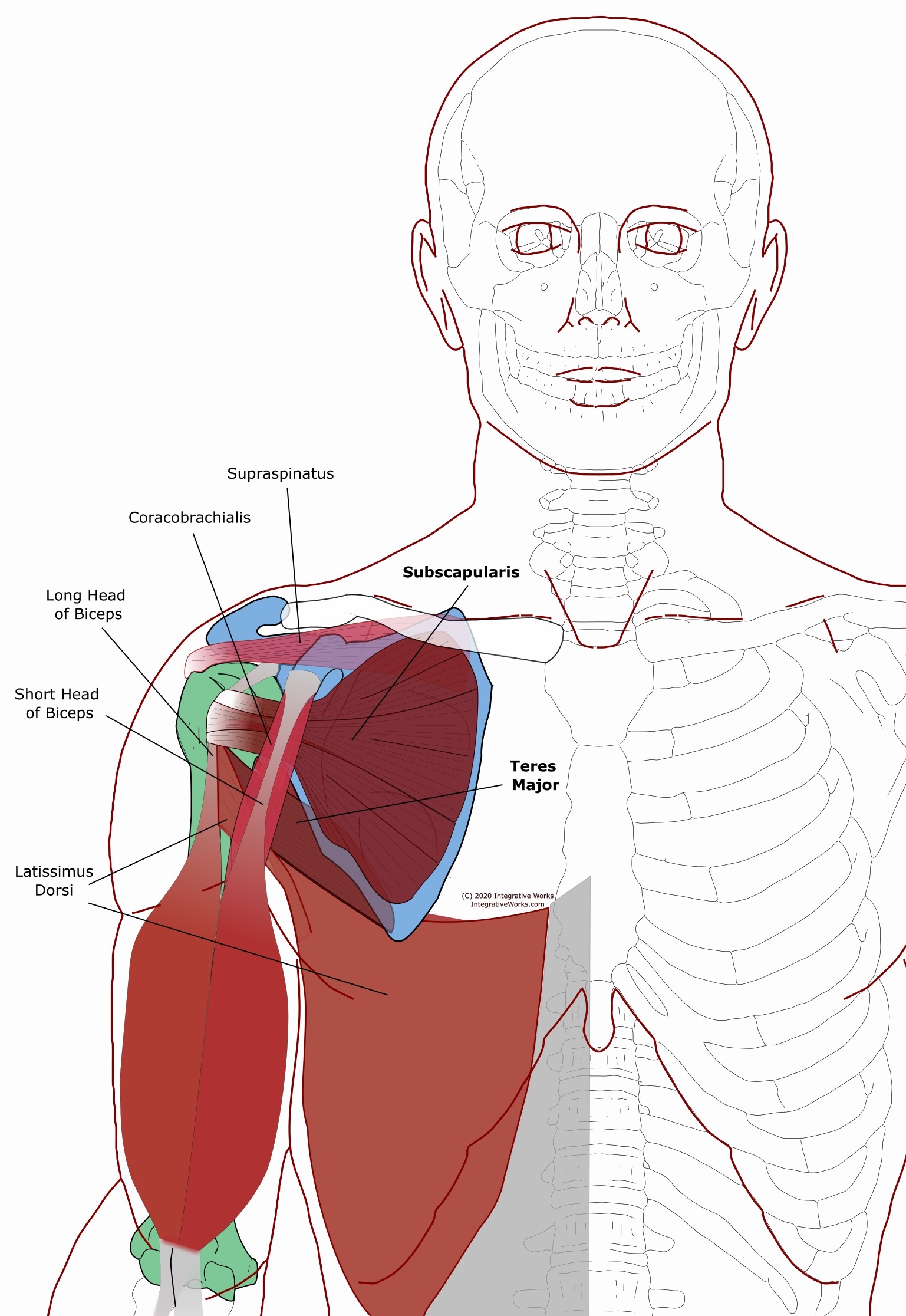 Subscapularis - Functional Anatomy - Integrative Works