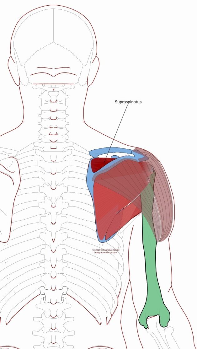 Supraspinatus - Functional Anatomy - Integrative Works