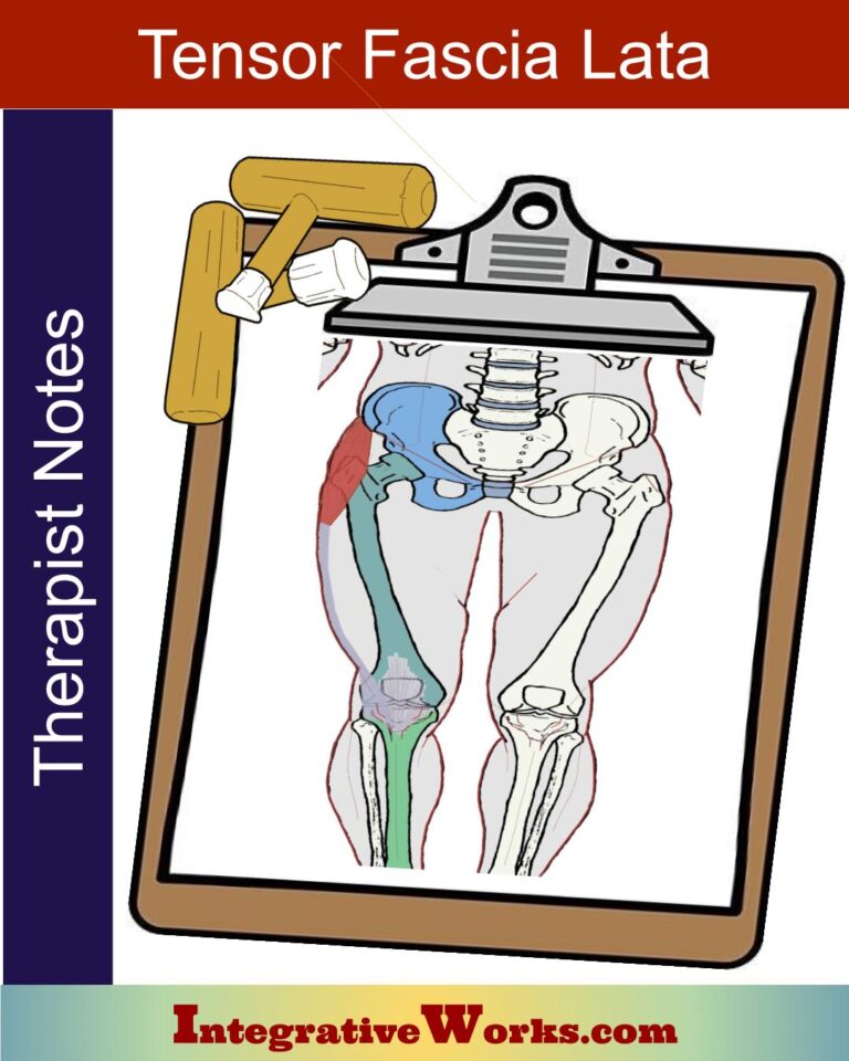 Tensor Fascia Lata (TFL) - Functional Anatomy - Integrative Works
