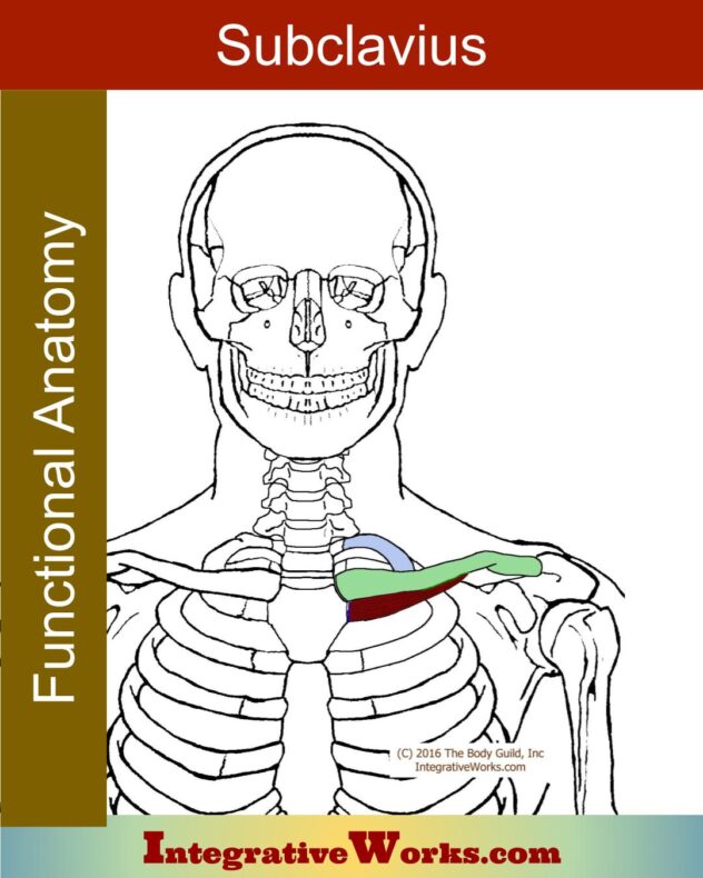 Subclavius- Functional Anatomy - Integrative Works