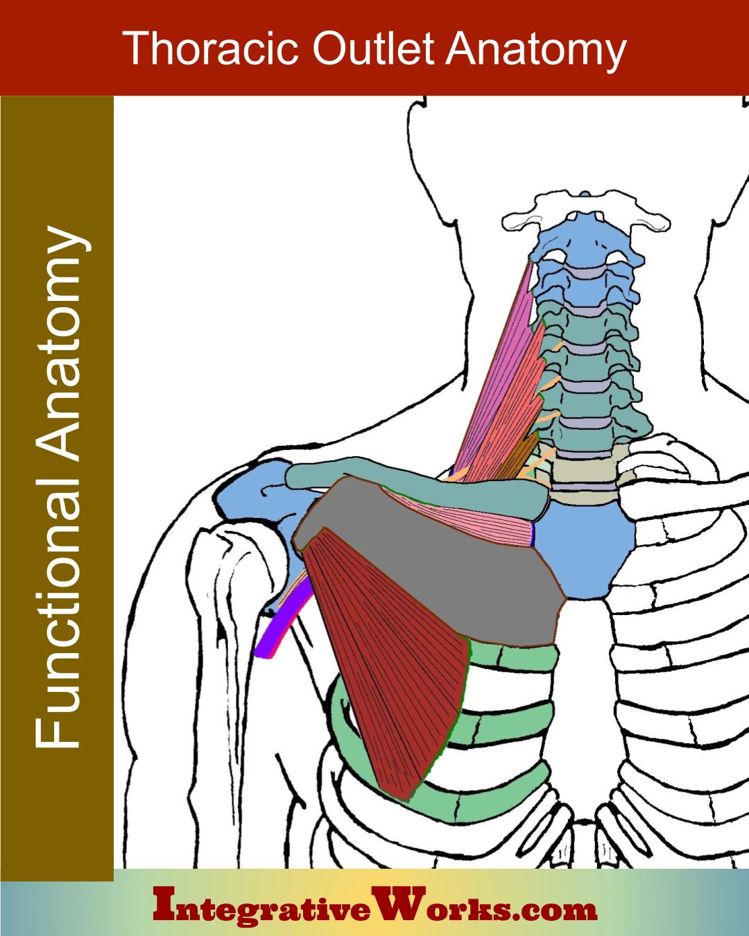 thoracic outlet syndrome Archives - Integrative Works