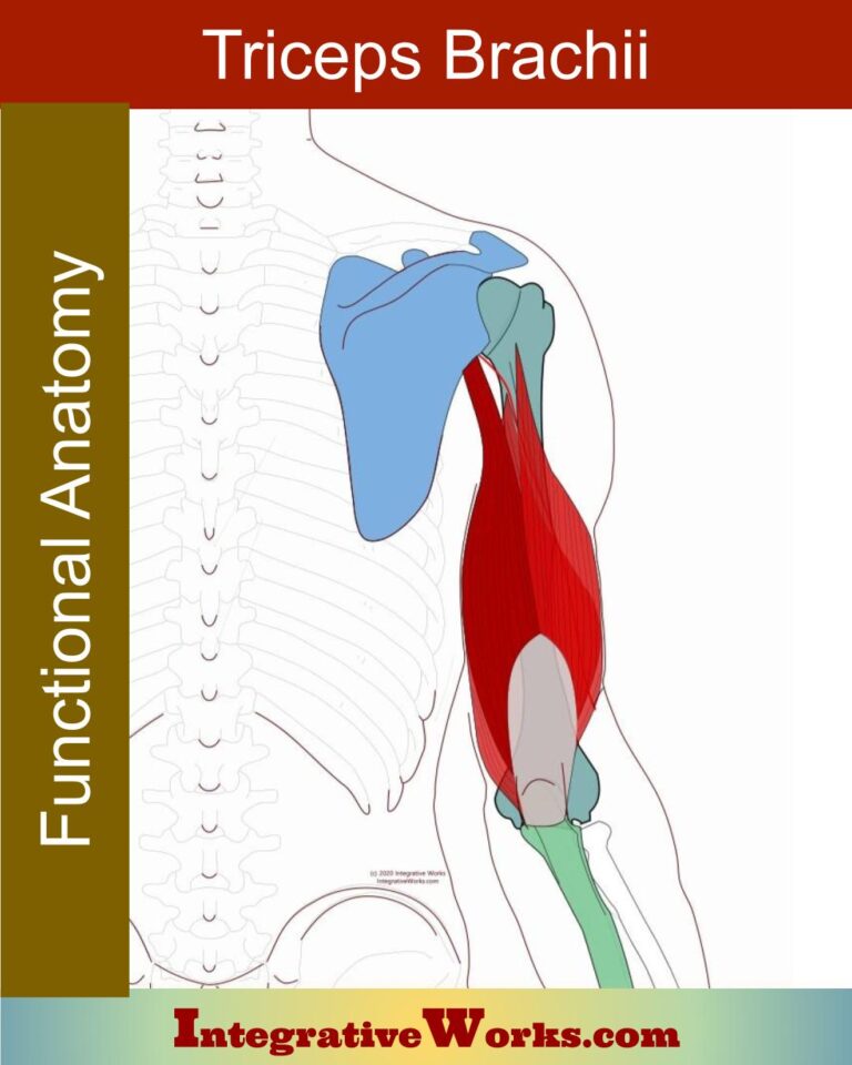 Triceps Brachii Functional Anatomy Integrative Works