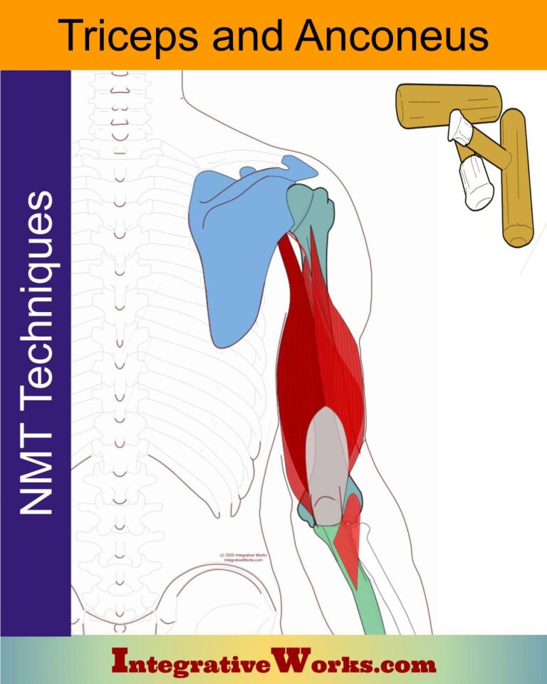 Triceps Brachii - Functional Anatomy - Integrative Works