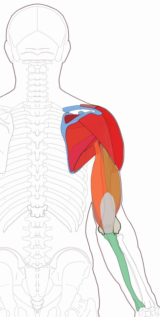 Triceps Brachii - Functional Anatomy - Integrative Works