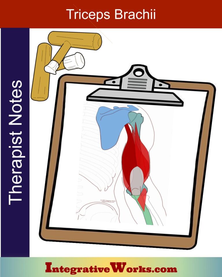 Triceps Brachii - Therapy Notes - Integrative Works
