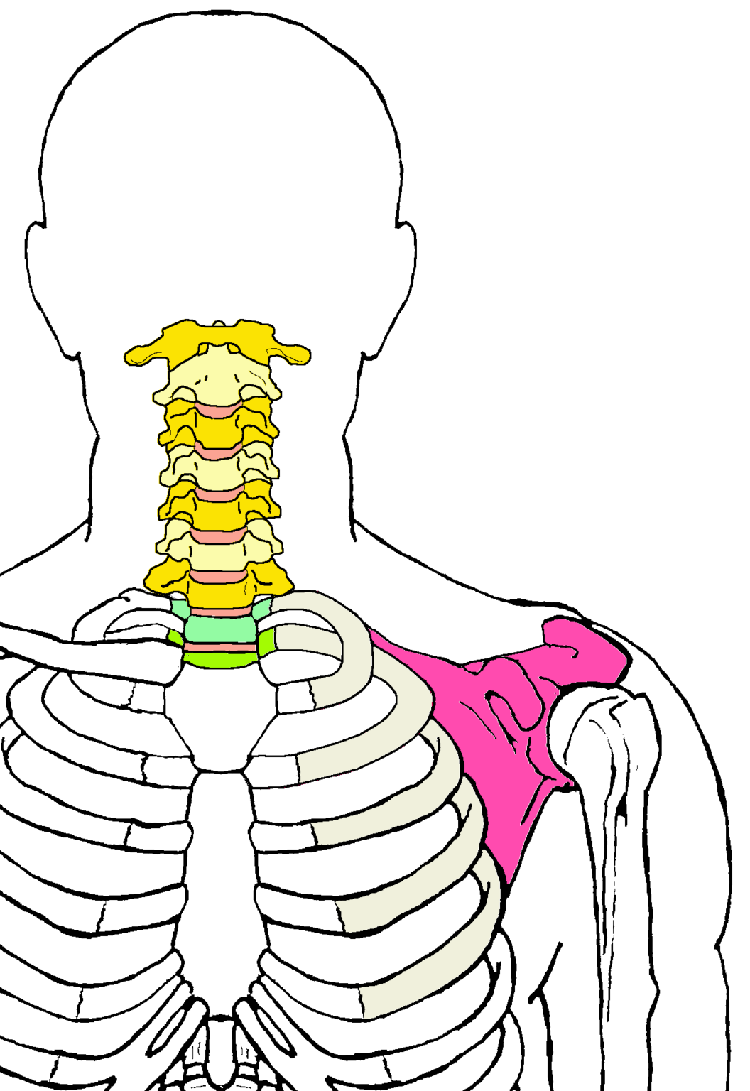 Thoracic Outlet - Functional Anatomy - Integrative Works