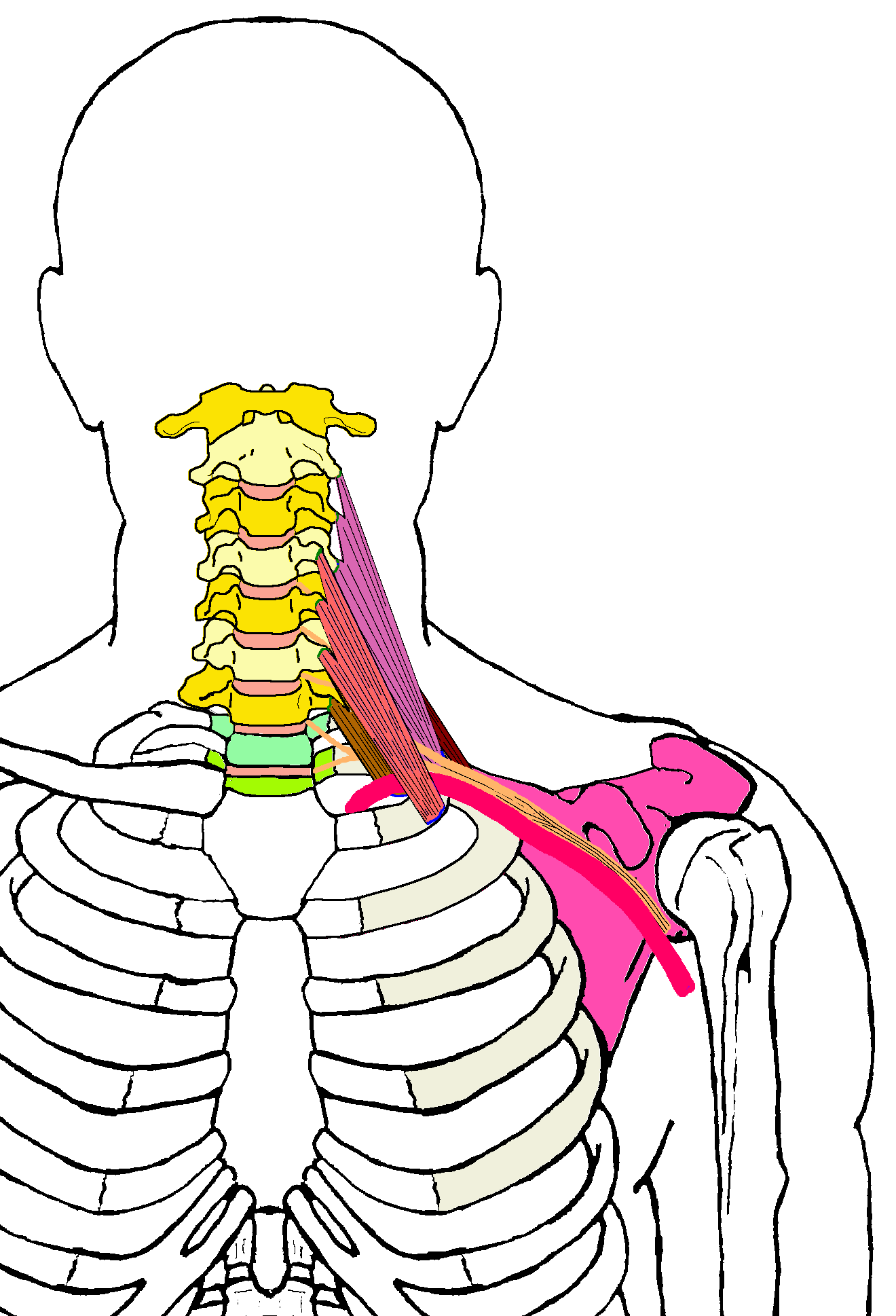 Thoracic Outlet - Functional Anatomy - Integrative Works
