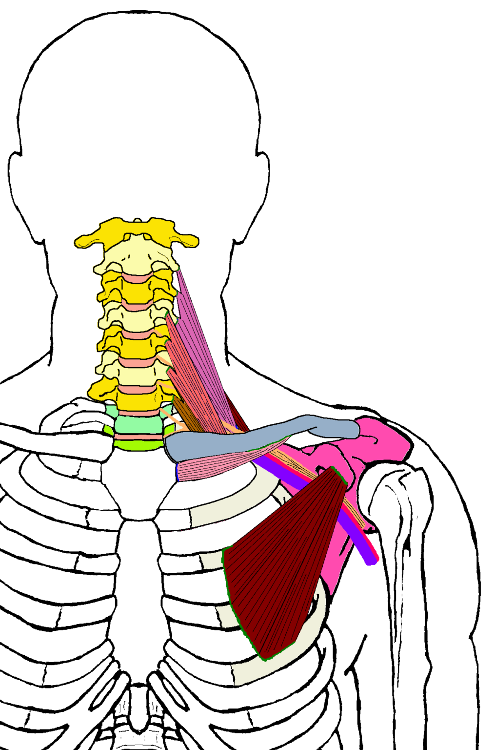 Thoracic Outlet - Functional Anatomy - Integrative Works